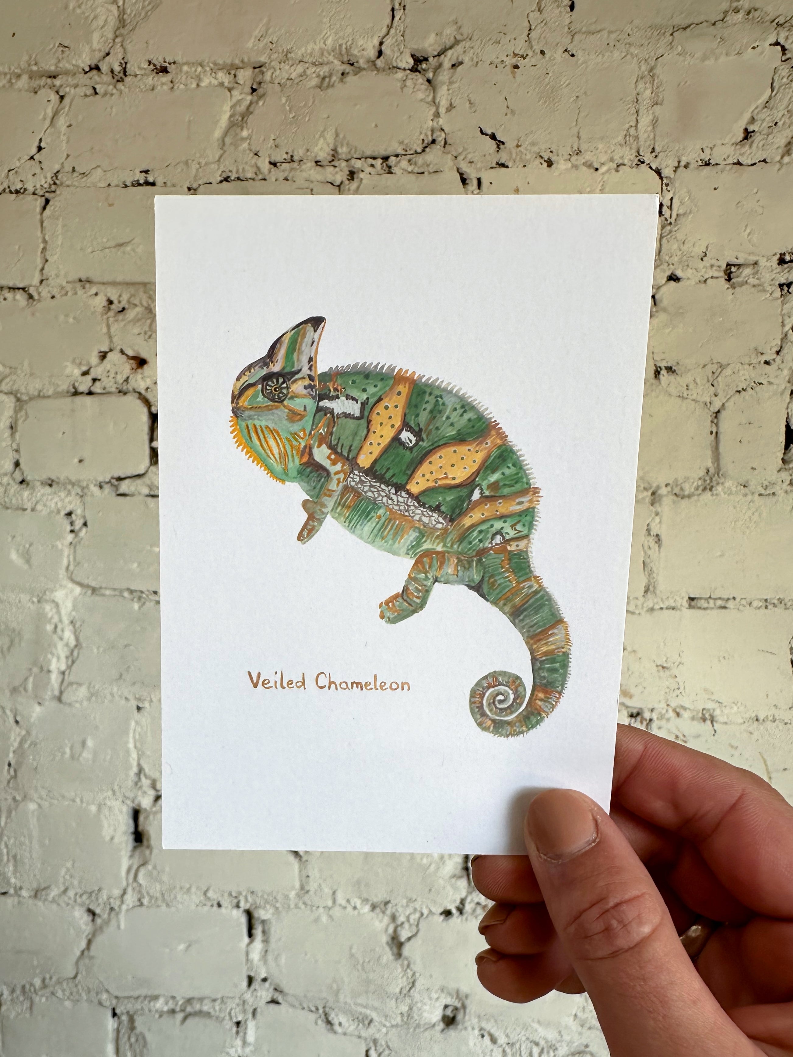 Veiled Chameleon Postcard – This Thursday