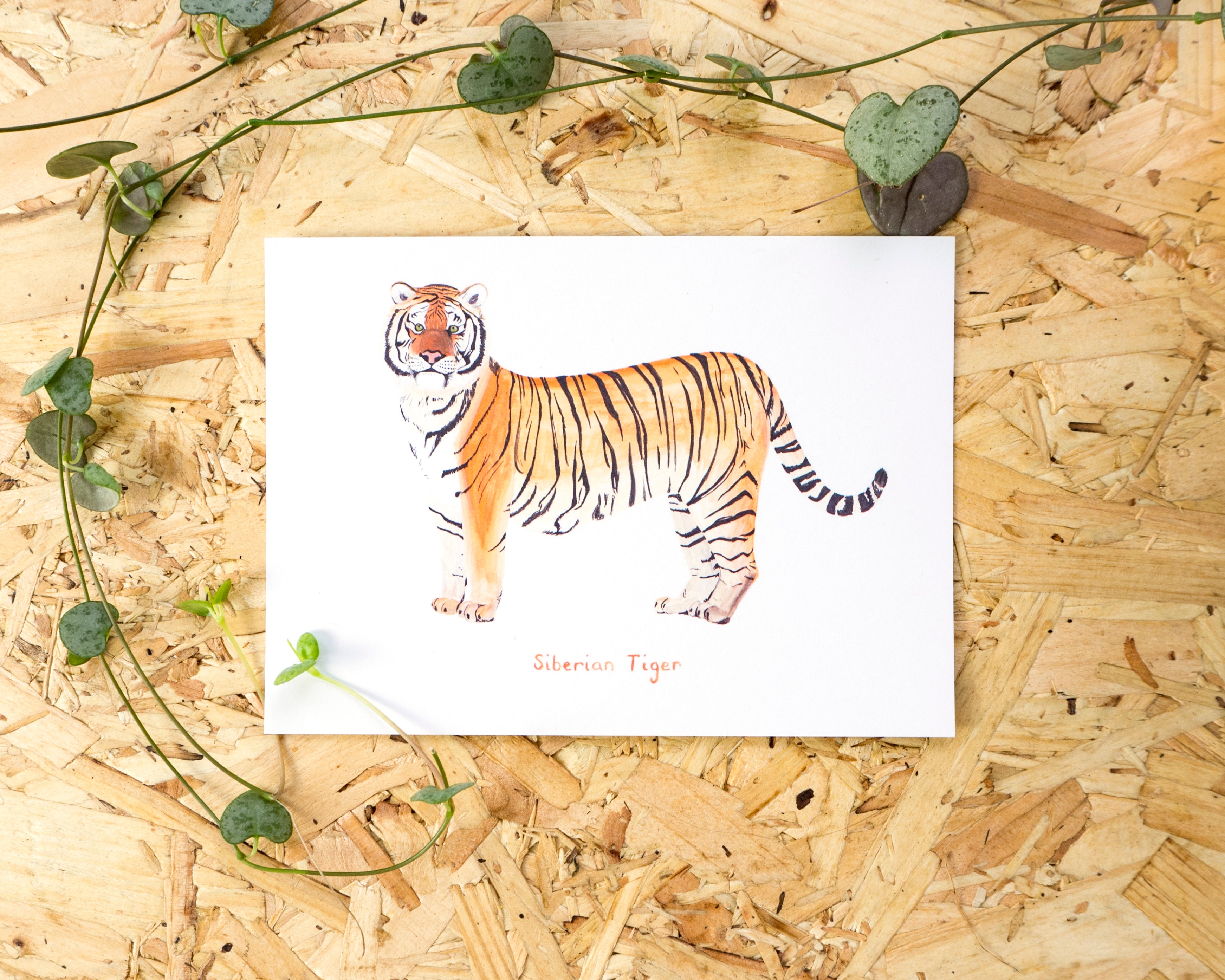 Siberian Tiger Postcard – This Thursday